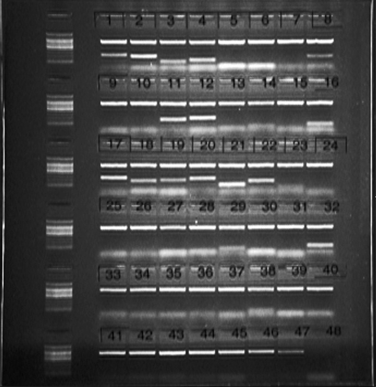 GE-4594 | 1.5% Agarose TBE w/ EtBr Long Gel, 6(8+1) well | Embitec