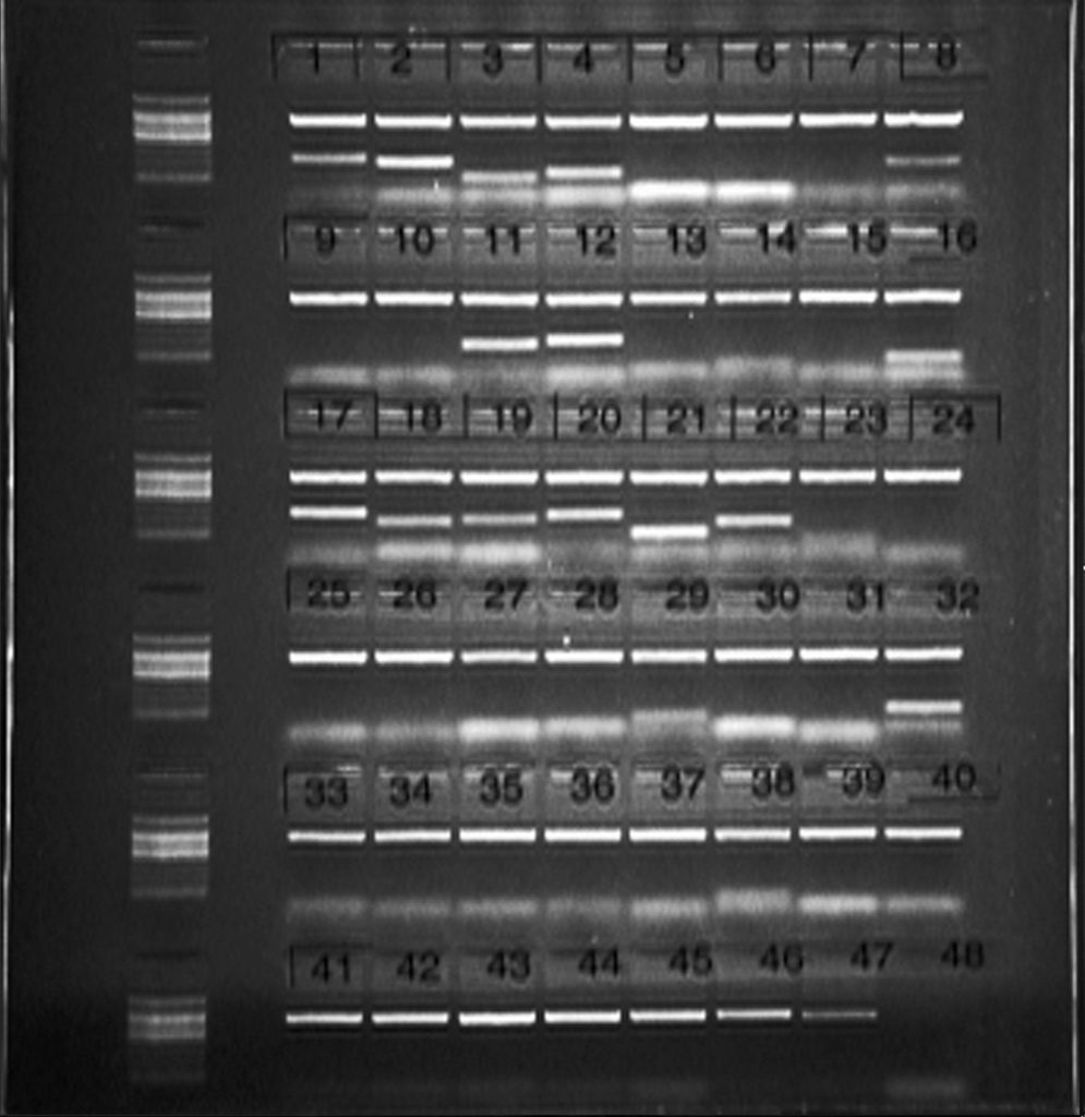 GE-4593 | 3% Agarose TBE w/ EtBr Long Gel, 6(8+1) well | Embitec