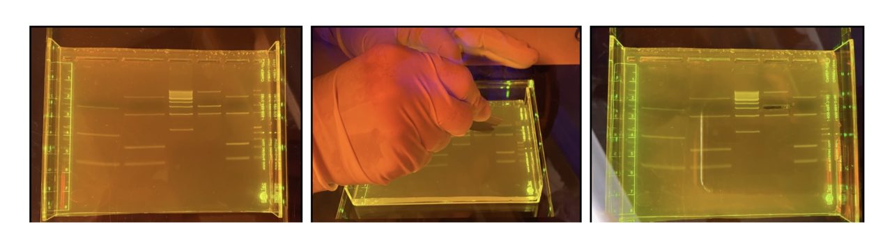 PREPONE™ SAPPHIRE BLUE LED ILLUMINATOR | Embitec